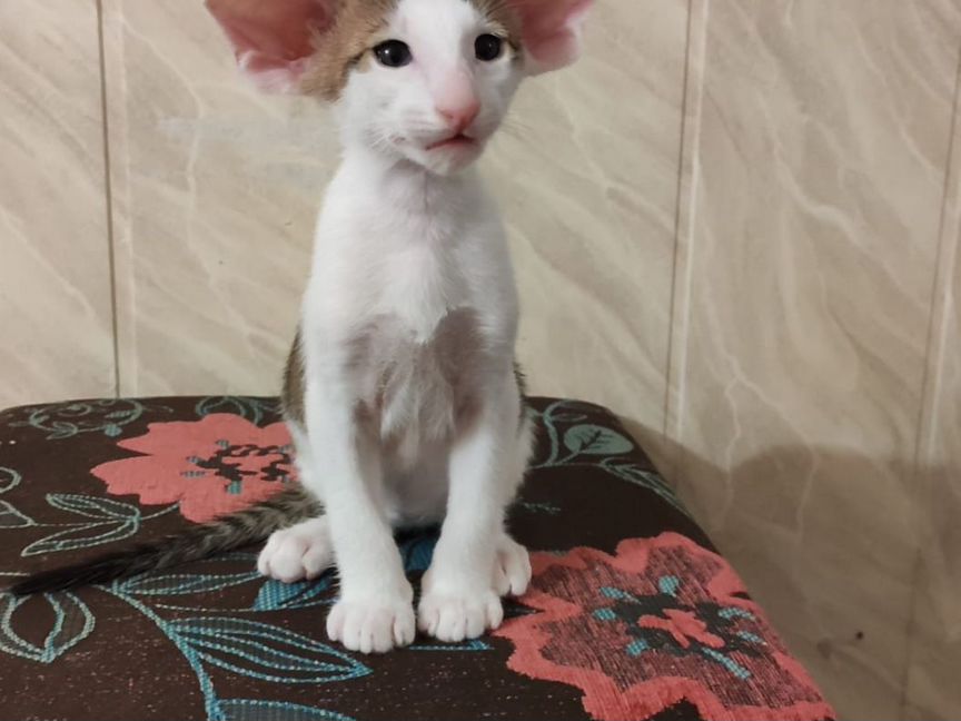 Ориентальные котята современный тип