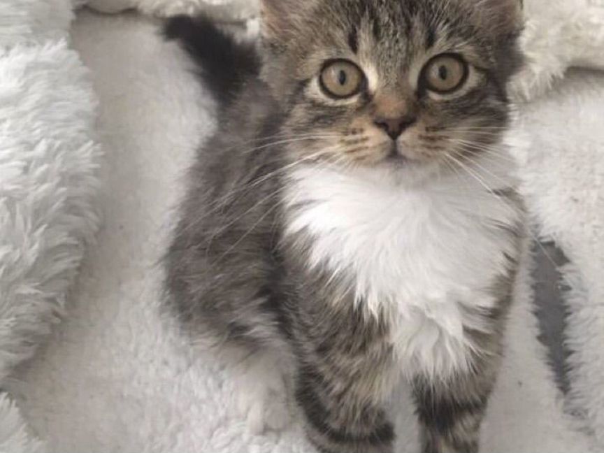 Котенок