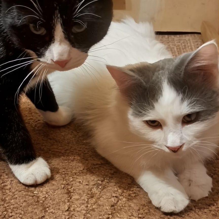 Котёнок в добрые руки