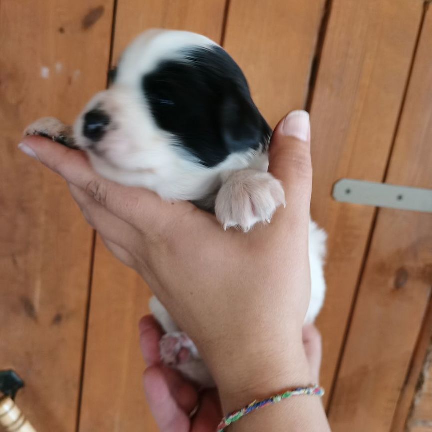 Щенки балонки и пуделя