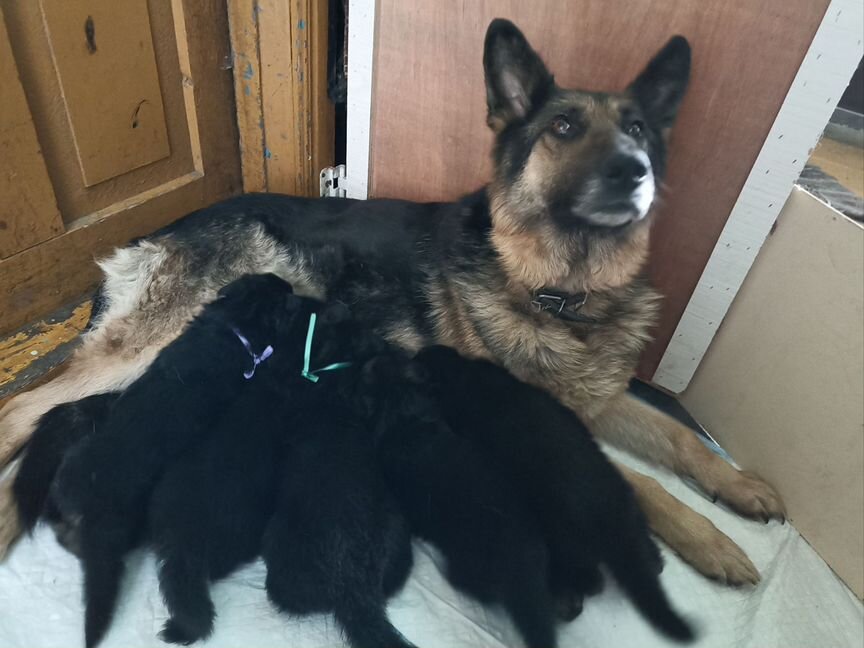 Щенки немецкой овчарки