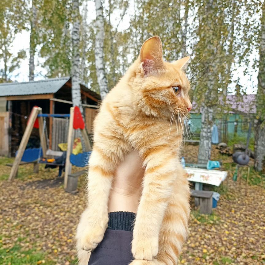 Котик подросток