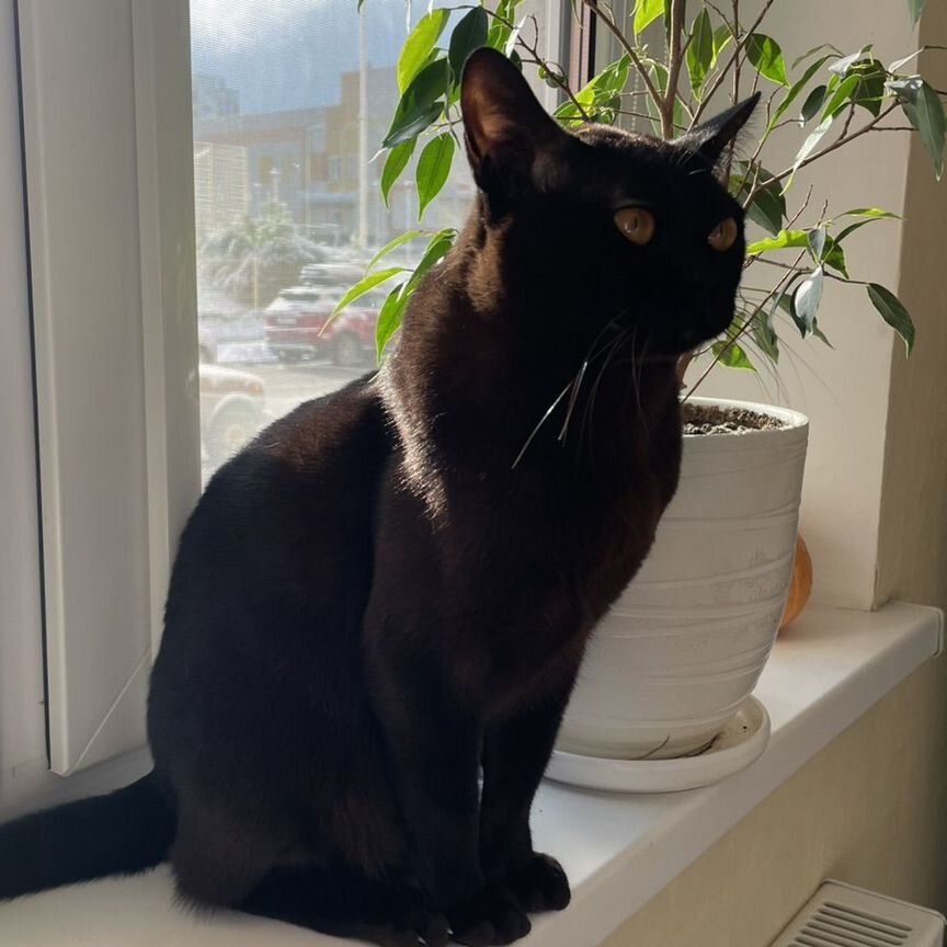 Отдам кота в добрые руки