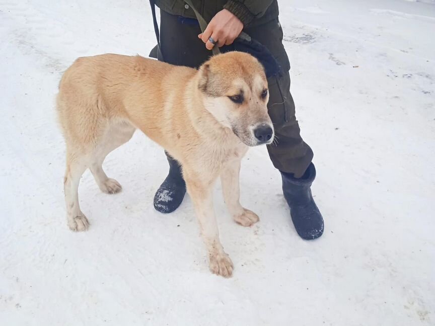 Алабай в добрые руки