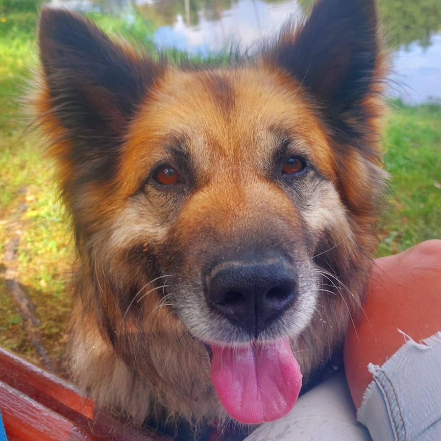 Взрослый пёс в добрые руки