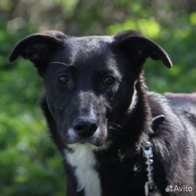 Щенок Тави, из солнечной системы ищет дом