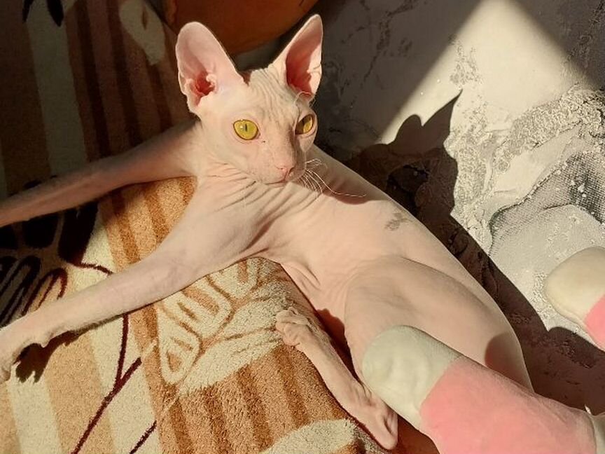 Кошка сфинкс