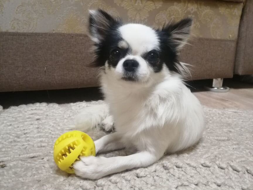 Мини чихуахуа