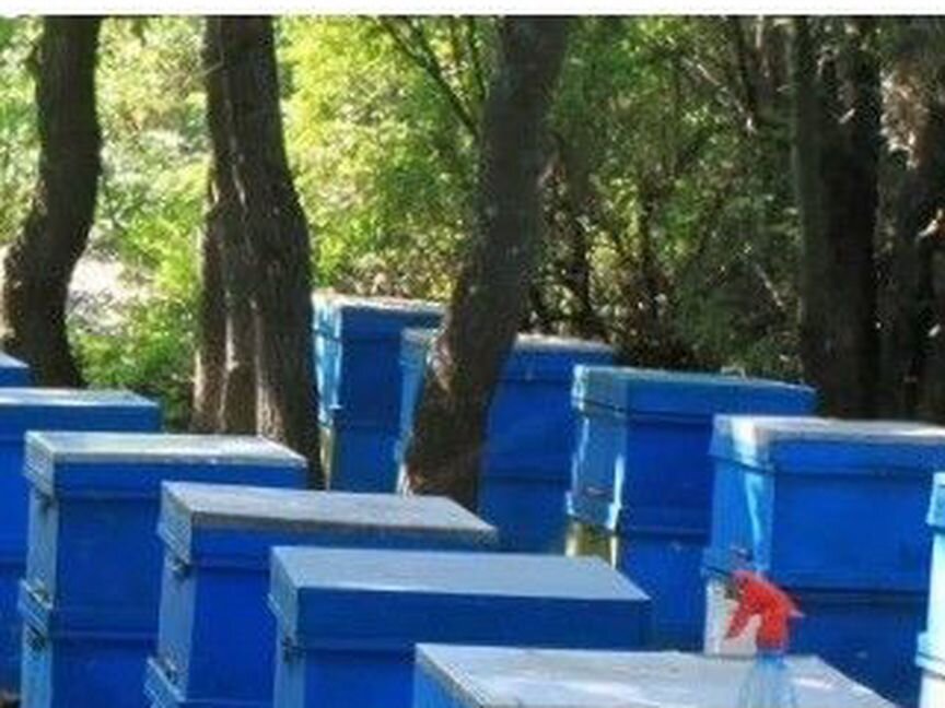 Продам ульи для пчел