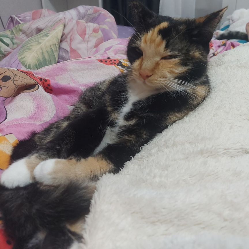 Кошечка для вязки
