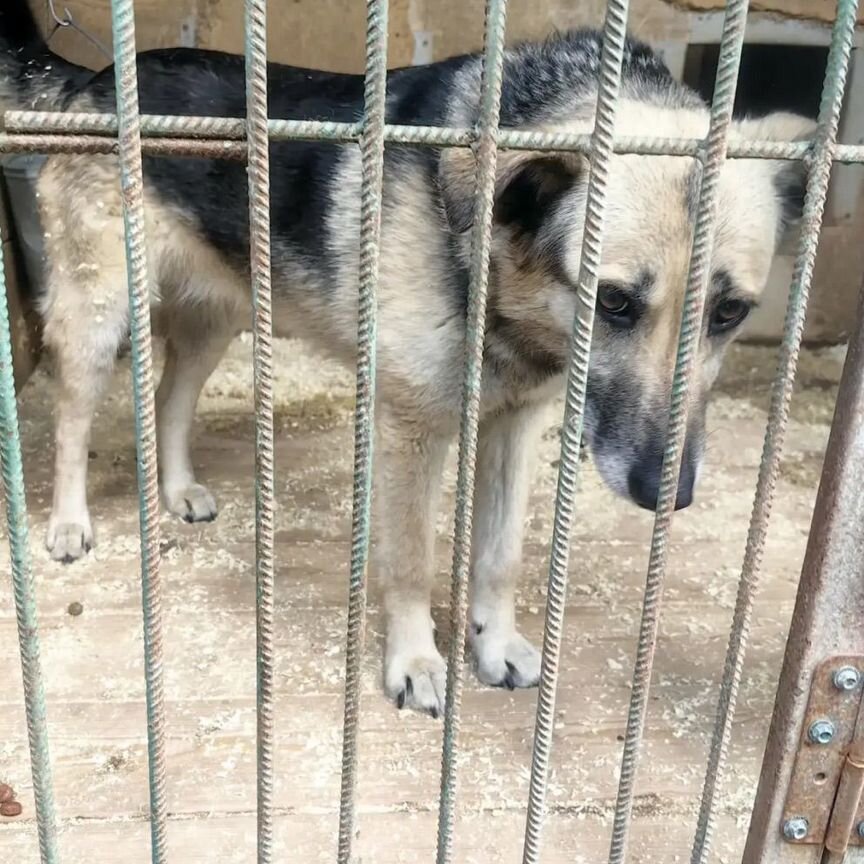 Взрослая собака в добрые руки