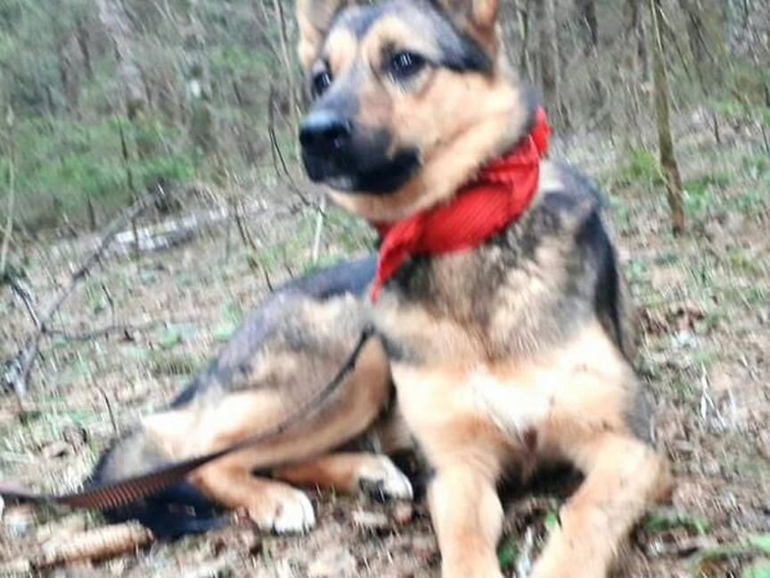 Эмма очаровашка в добрые руки