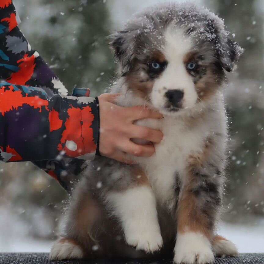 Голубоглазый мальчик миниатюрной американской овча