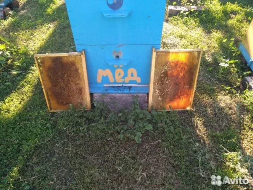 Пчелосемьи в ульях