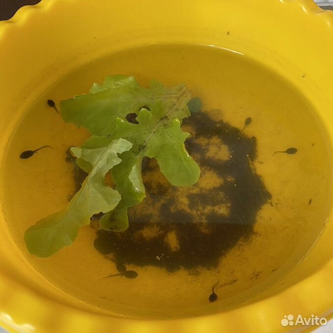 Головастики