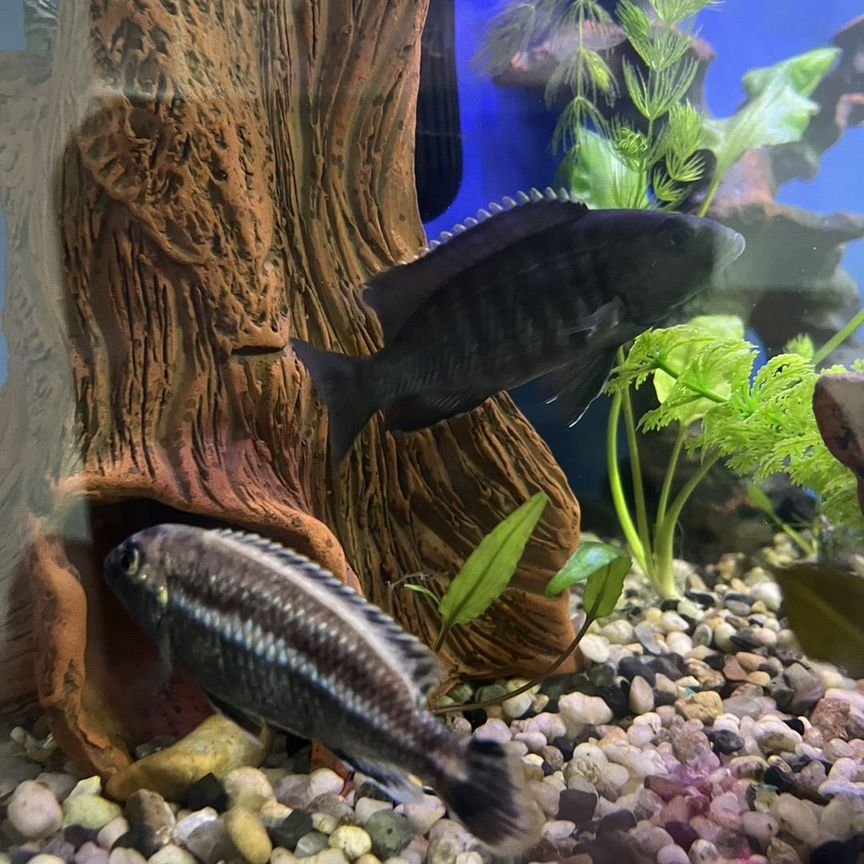 Рыбки цихлиды, кои