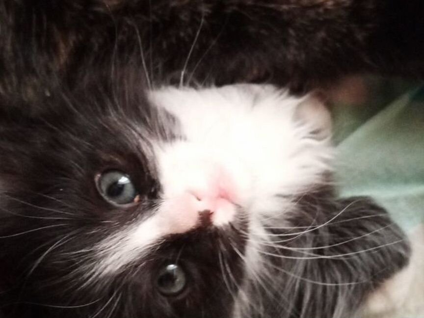 Отдам котят хорошим людям