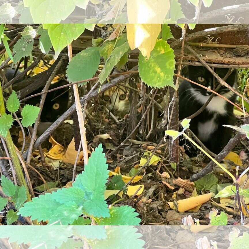 Котята погибают на улице