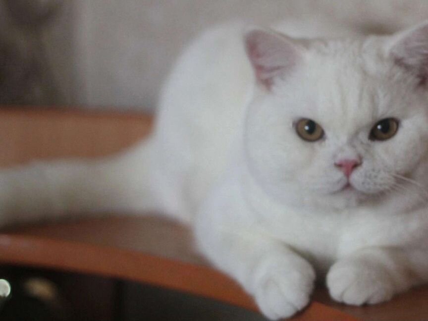 Котик белого окраса
