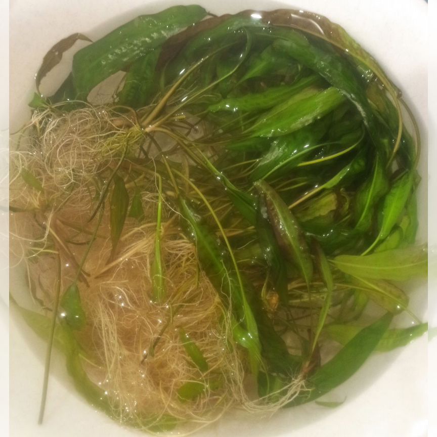 Растение в аквариумное