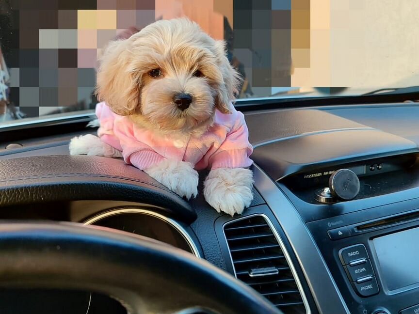 Мальтипу девочки и мальчики F1 mini