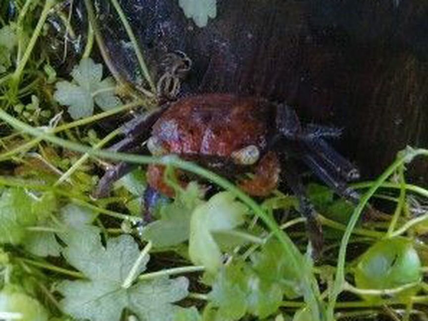 Краб красный дьявол