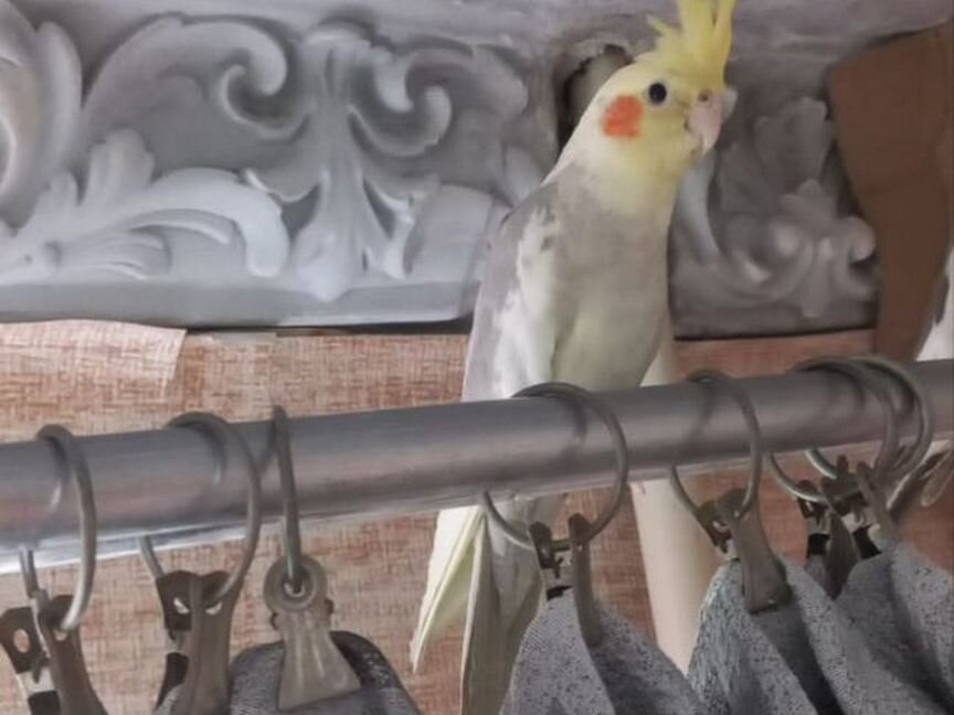 Пара попугаев корелла"говорящий"