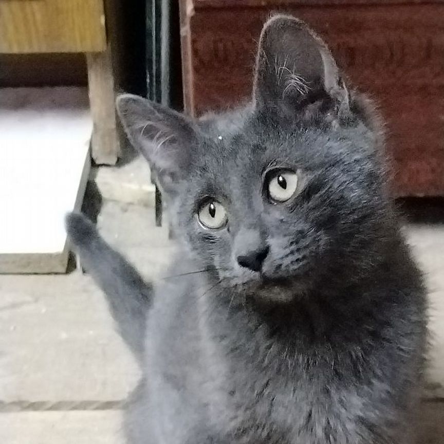 Котята в добрые руки бесплатно