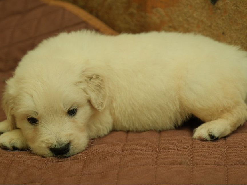 Открыта бронь на Голдяшек