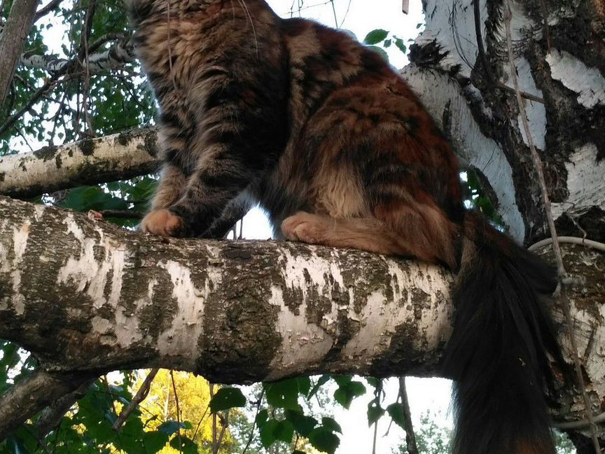 Котята мейн-кун