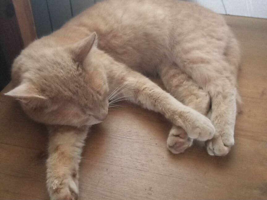 Кошки в добрые руки