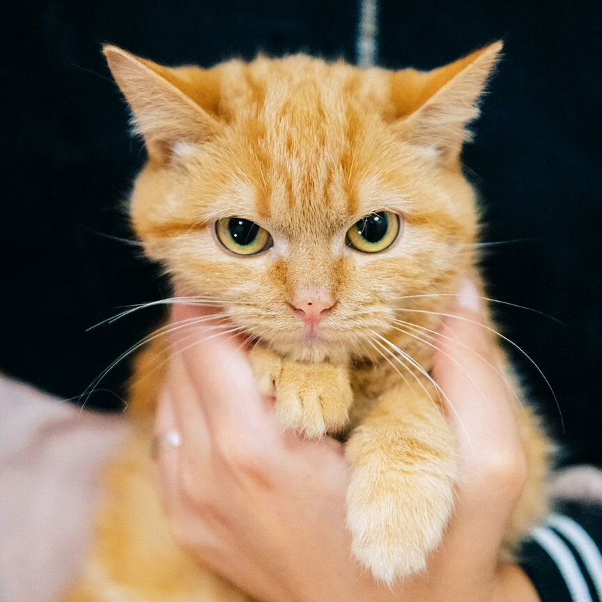 Рыжий котёнок Суслик ищет семью