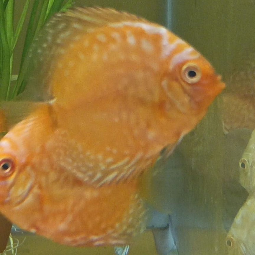 Дискусы рыбки в ассортименте 5-6см