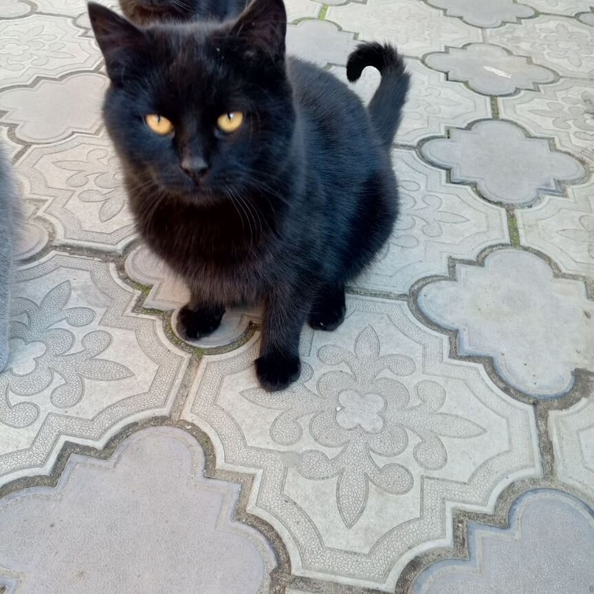 Отдам кота в добрые руки