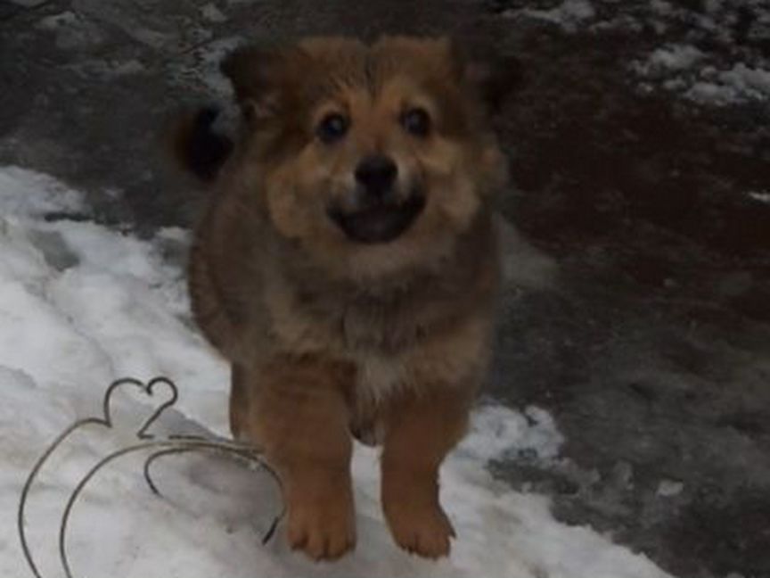 Собака в добрые руки