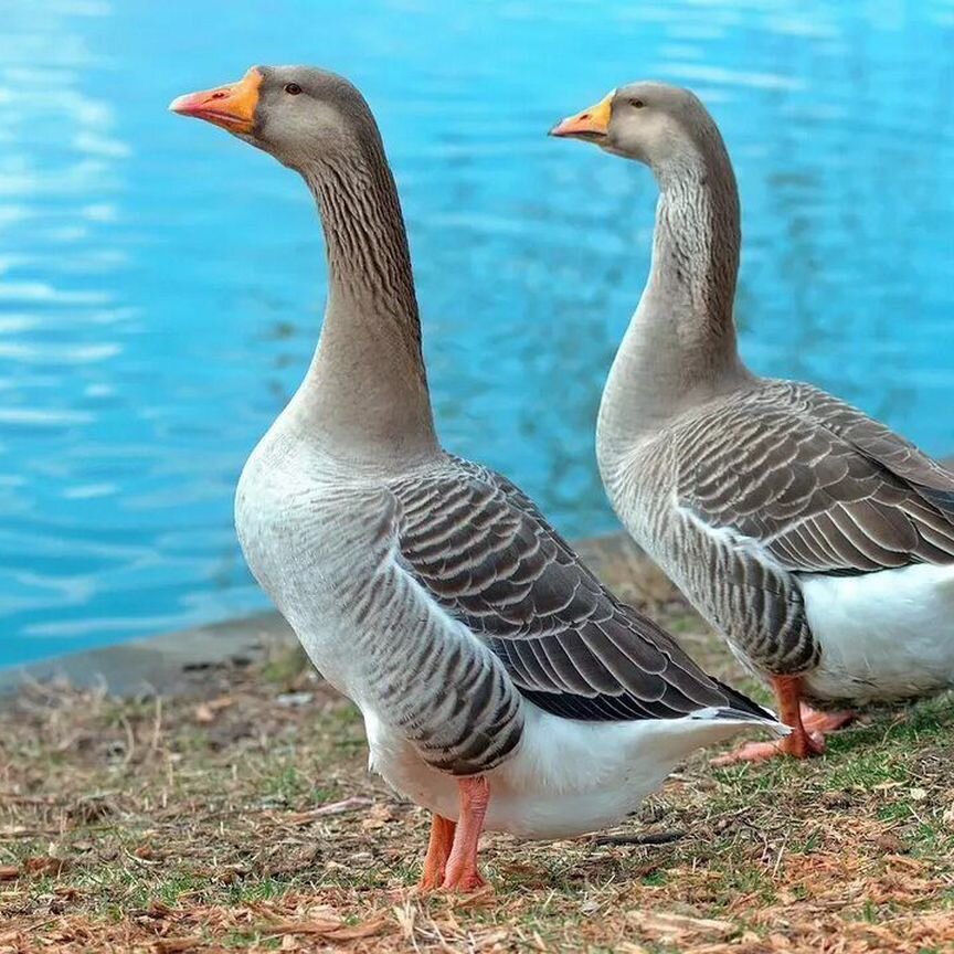 Петушки и гуси