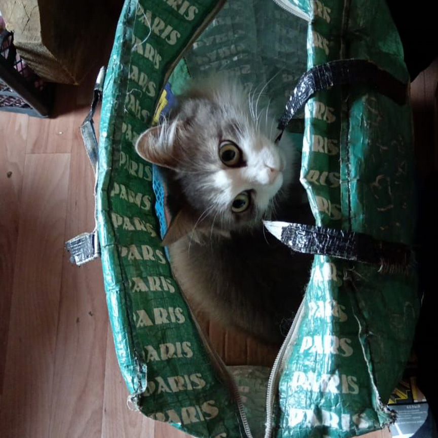 Продам кошку Домашнюю Сибирскую