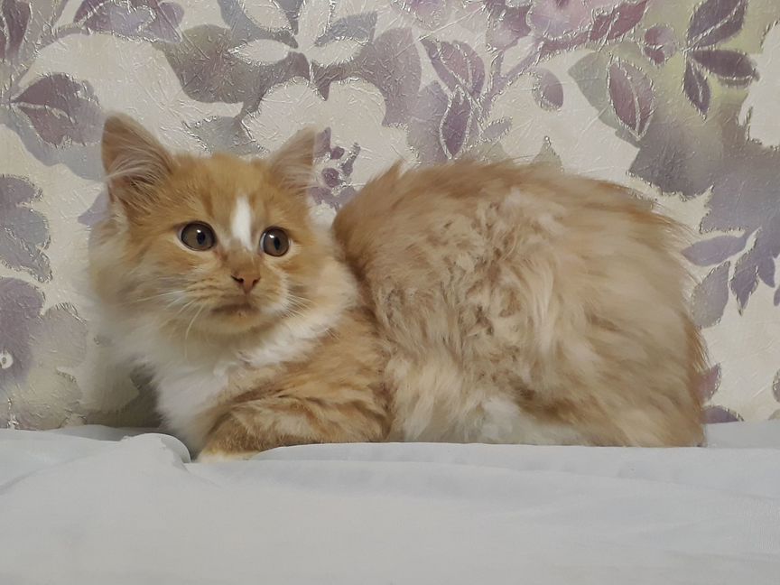 Котёнок Персик, 3,5 месяца