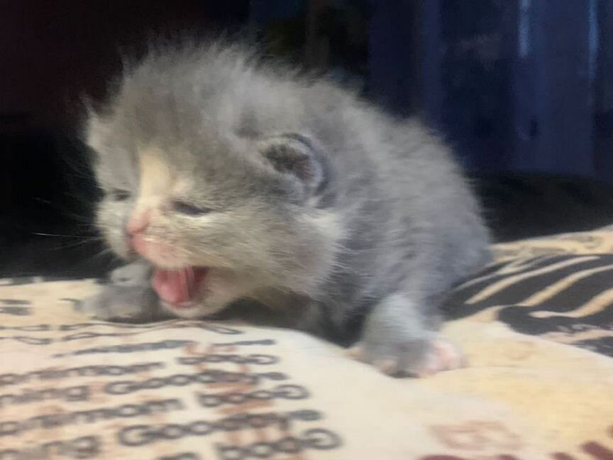 Маленькие персики