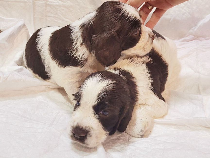 Русский спаниель