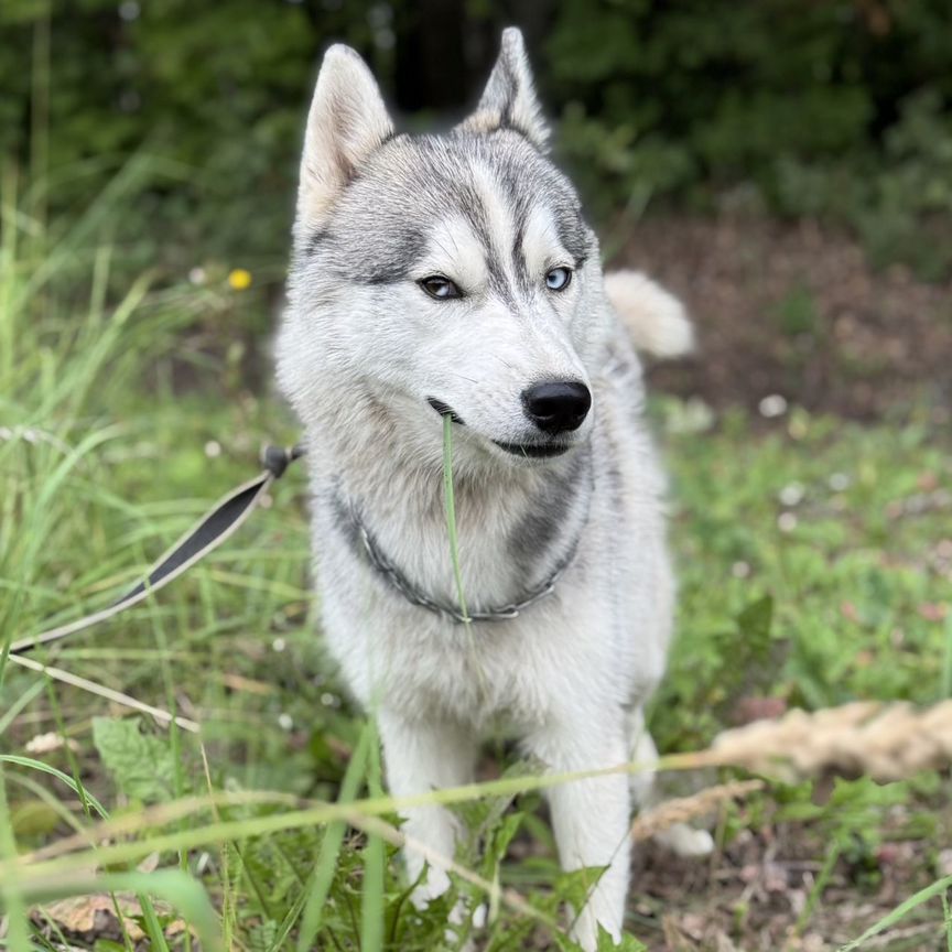 Сибирский хаски, взрослая собака