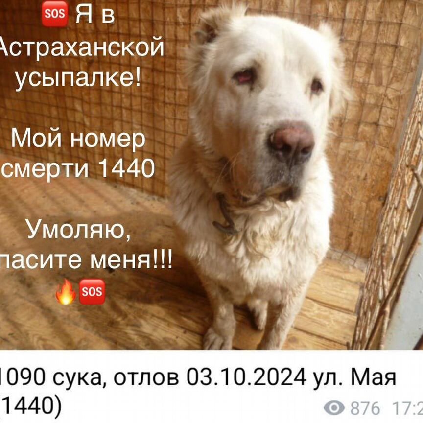 Собака в усыпалке