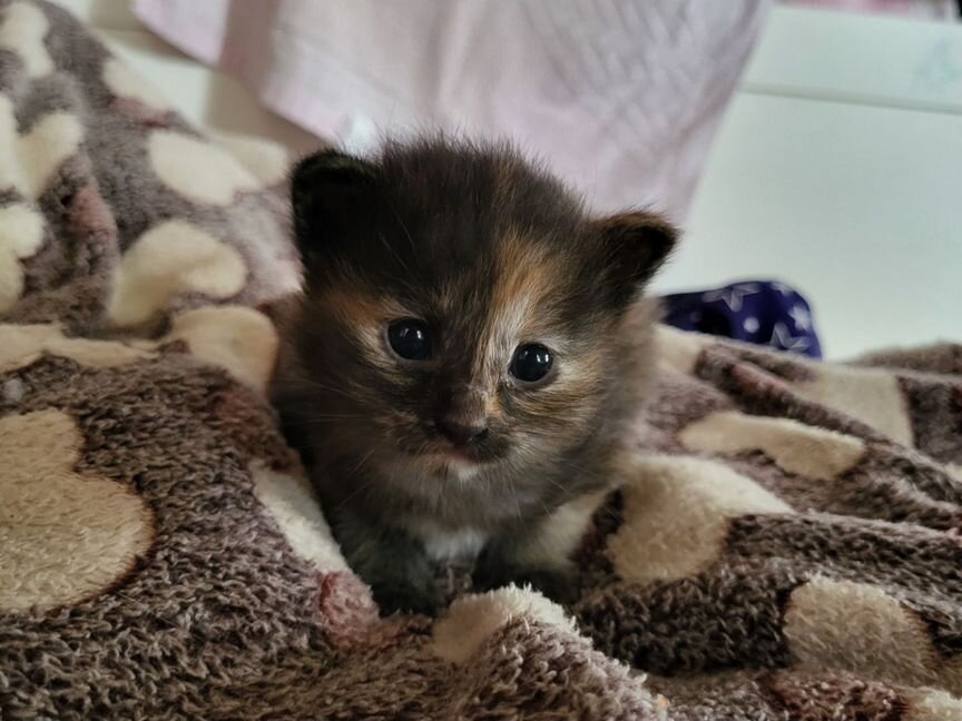 Котенок, от тайской кошечки