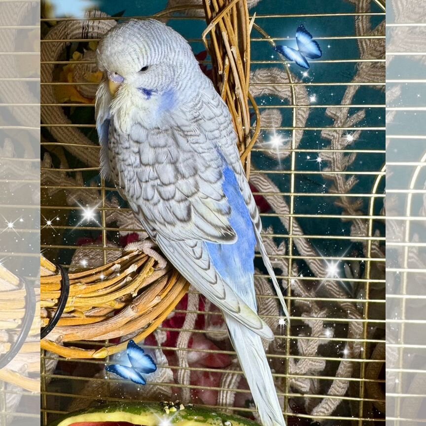 Ввставочный волнистый попугай ввп Чех