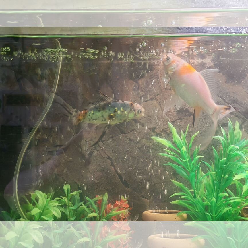 Шубункин, 2 рыбки вместе