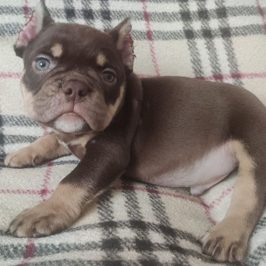 Американский Булли