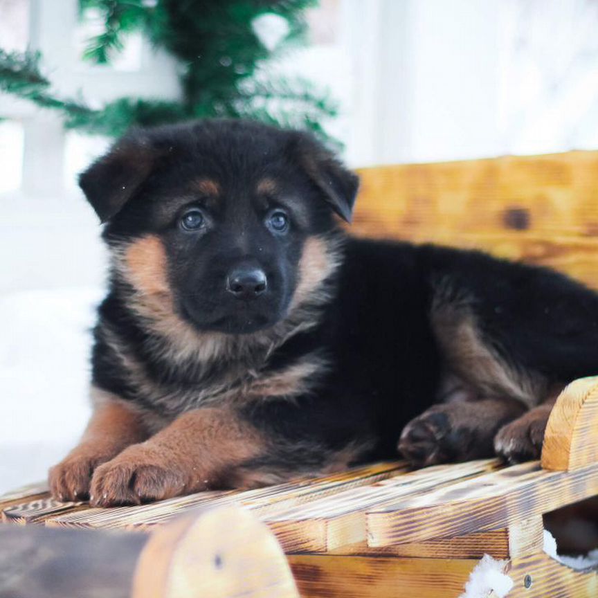 Немецкая овчарка, щенок