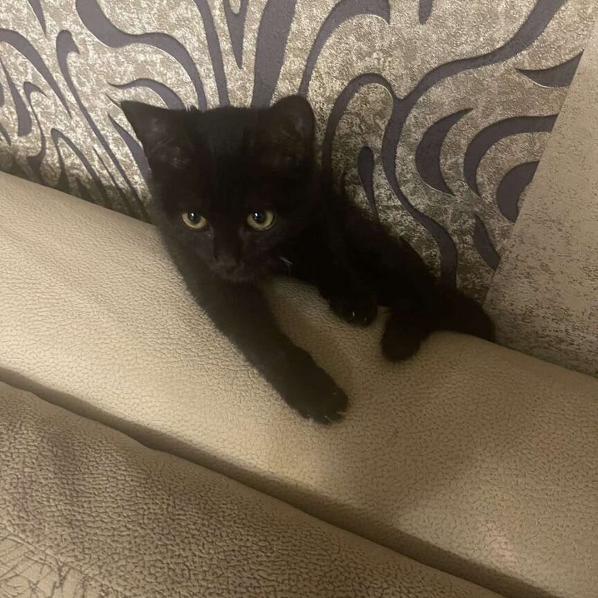 Красавец в добрые руки