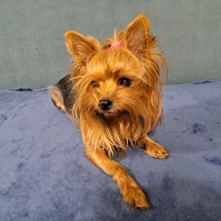 Йоркширский терьер девочка