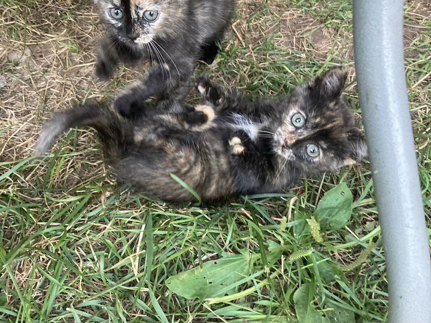 Кошечки инь янь